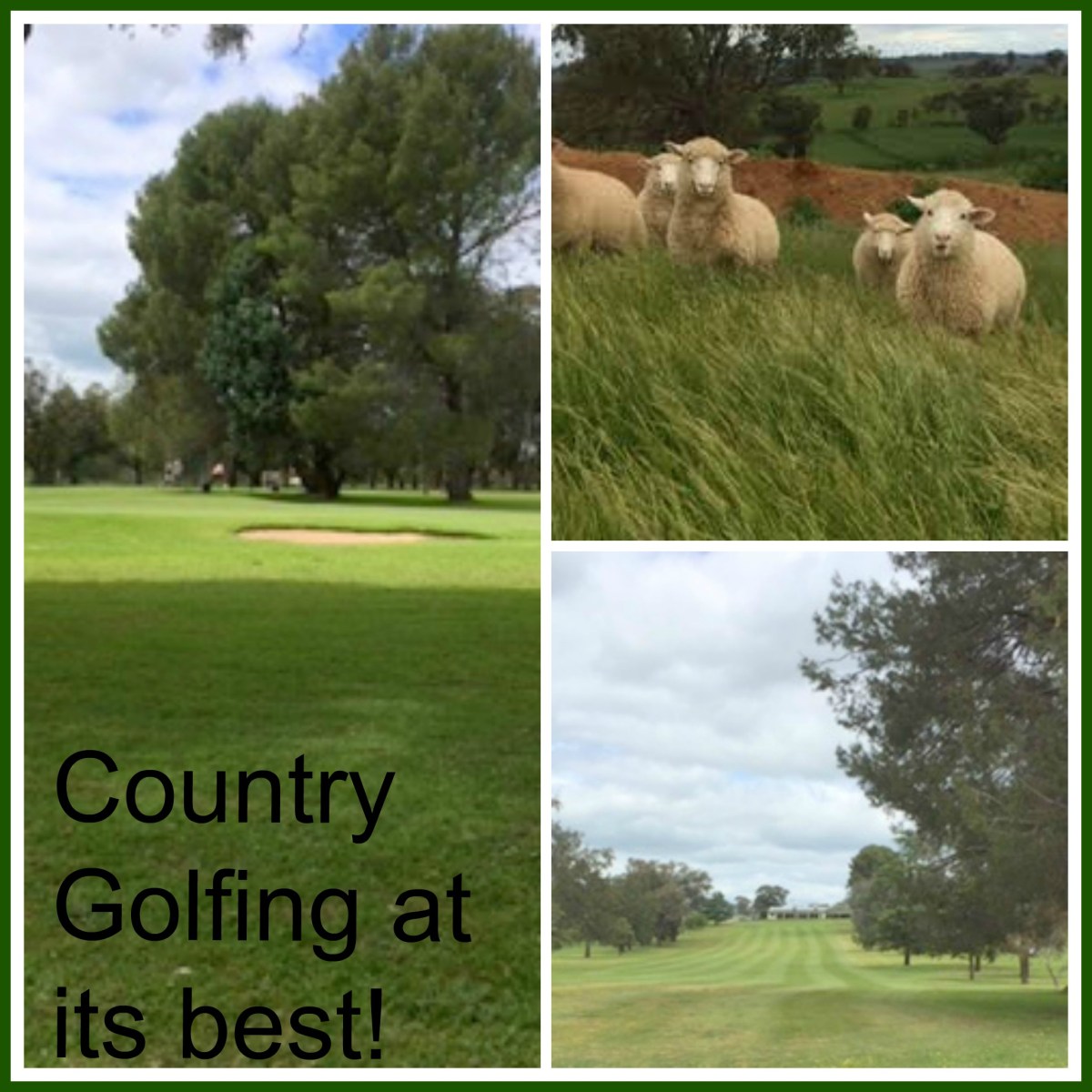 Carting it up at Cowra Golf Club – Byron Dreamer
